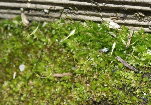 Funaria hygrometrica - PictureThis