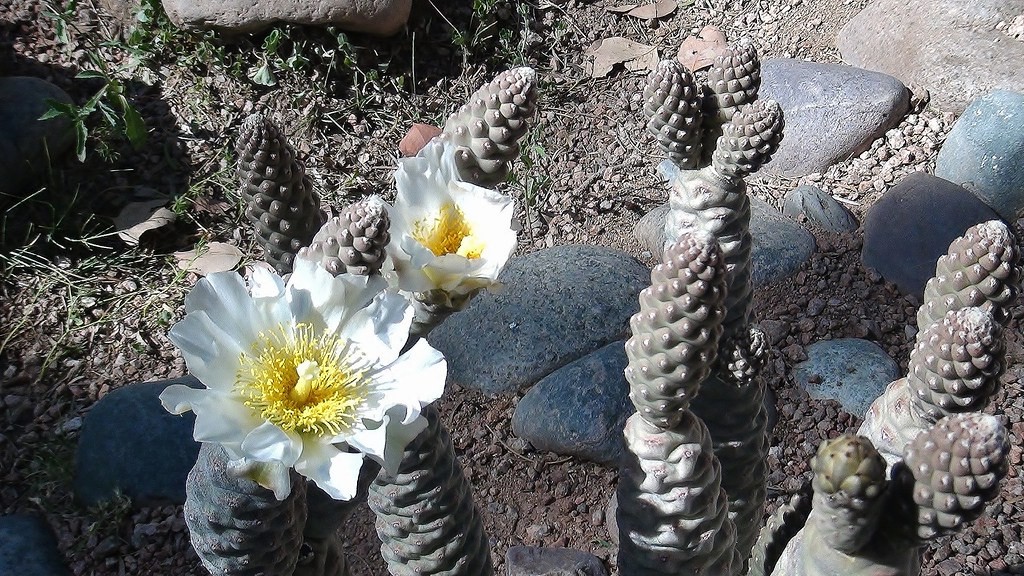 Tephrocactus articulatus - PictureThis