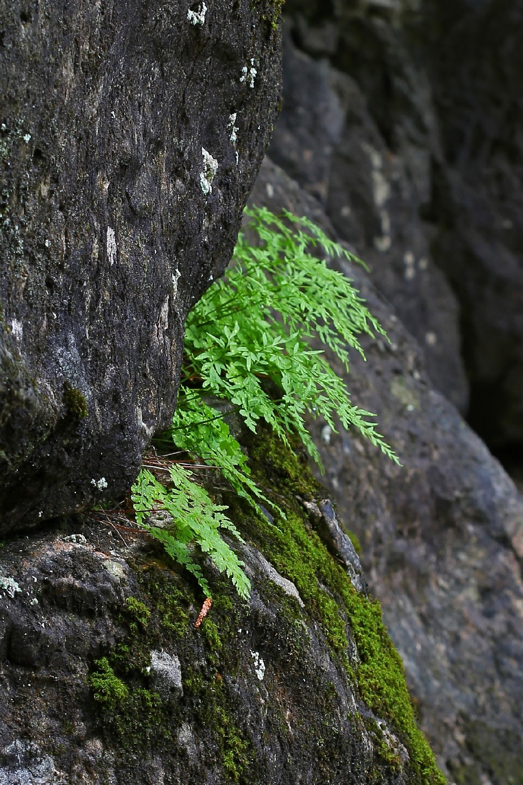 Cryptogramma stelleri - PictureThis