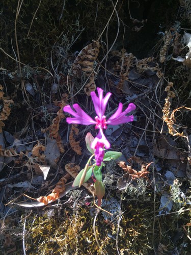 Clarkia concinna - PictureThis