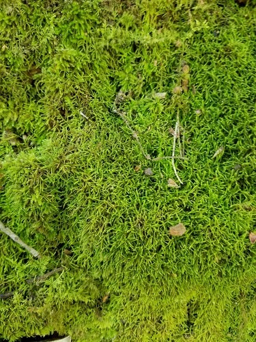 Anomodon moss (Anomodon rostratus) Flower, Leaf, Care, Uses - PictureThis