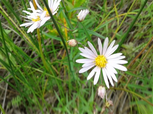 Symphyotrichum Boreale