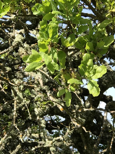 Roble azul (Quercus douglasii) - PictureThis