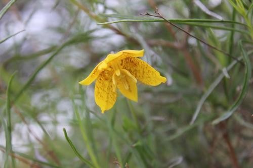 Calochortus barbatus Flower, Leaf, Care, Uses - PictureThis