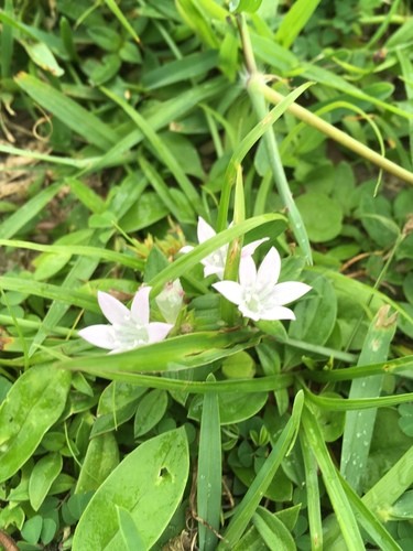 How to Plant and Grow Largeflower mexican clover(Richardia grandiflora)
