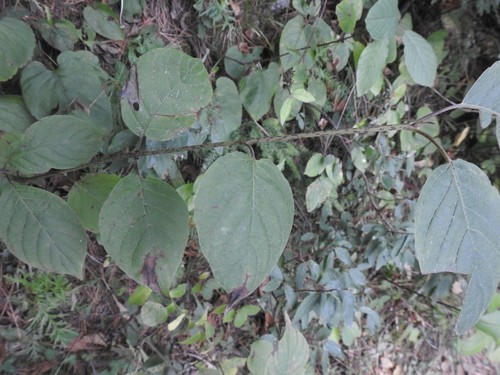 How to Plant and Grow Round-Leaved Dogwood(Cornus rugosa)