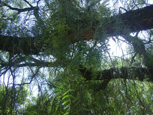 Falso pimentero (Schinus molle) - PictureThis