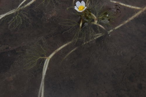 Ranunculus rionii - PictureThis