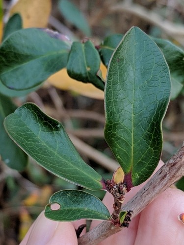 Cyrillas (Cyrillaceae) Flower, Leaf, Care, Uses - PictureThis