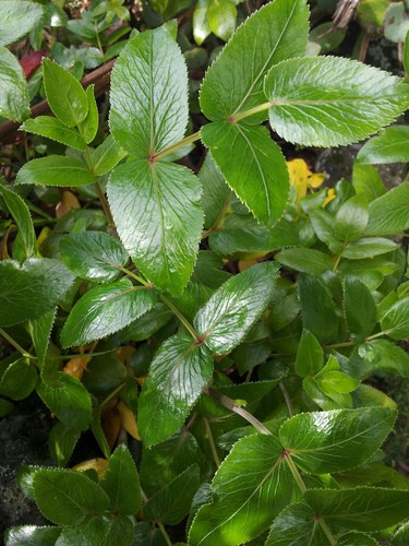 🌱 How to Propagate Native angelica