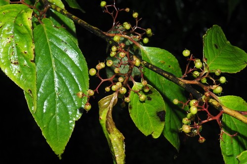 Perrottetia arisanensis Care (Watering, Fertilize, Pruning, Propagation ...