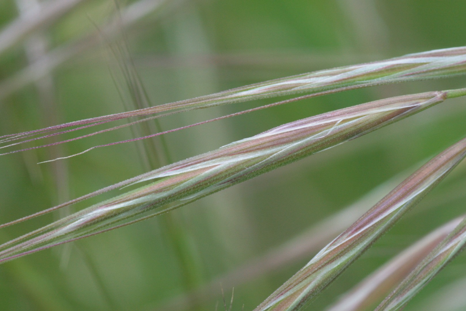 Ijle Dravik (Bromus sterilis) - PictureThis