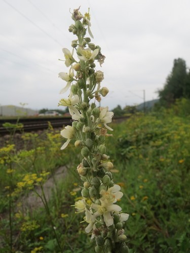 How to Plant and Grow White mullein(Verbascum lychnitis)