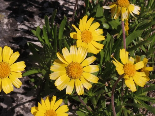 Hyménoxys herbacé (Tetraneuris herbacea) - PictureThis