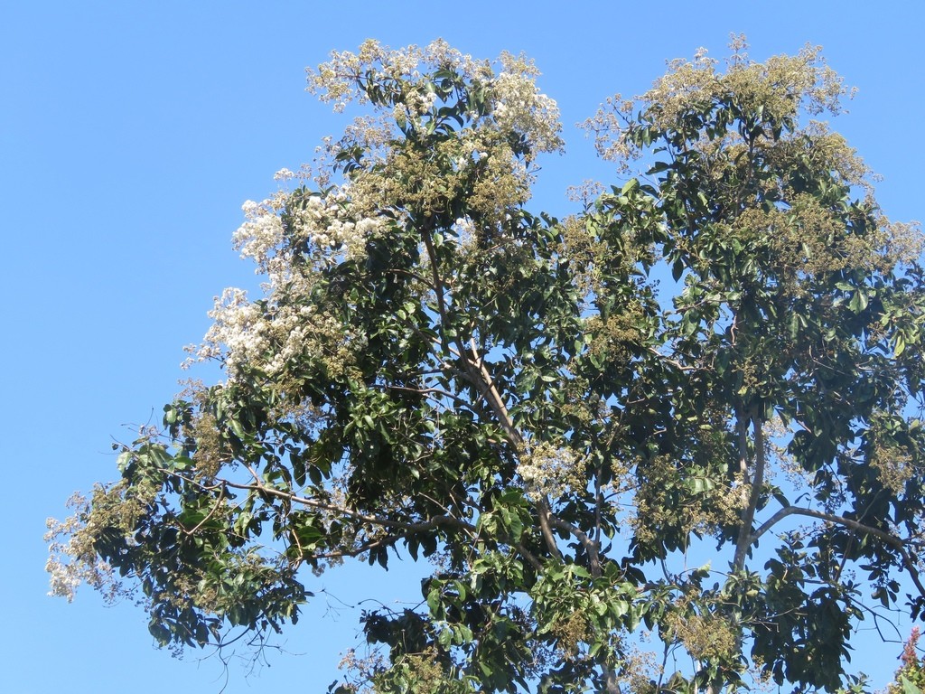 Cordia alliodora 花言葉，毒性，よくある質問 - PictureThis