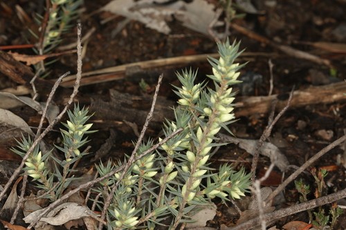 Melichrus Care (Watering, Fertilize, Pruning, Propagation) - PictureThis