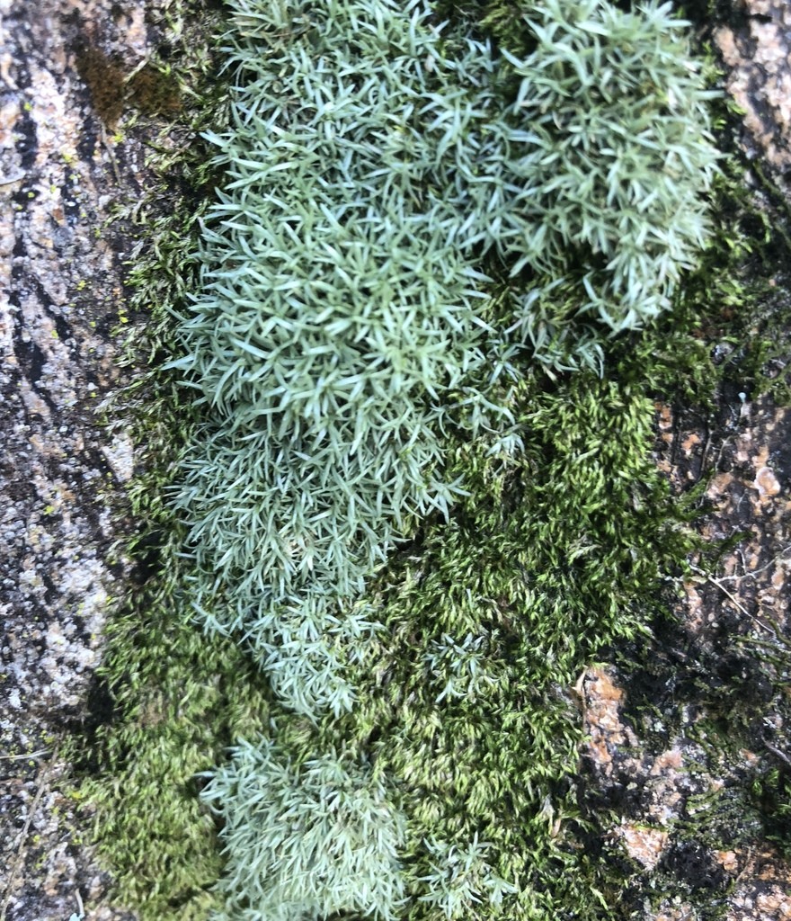 Octoblepharum moss Care (Watering, Fertilize, Pruning, Propagation ...