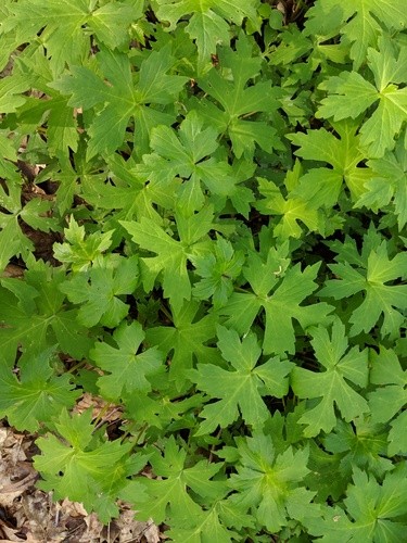 Broadleaf waterleaf Care (Watering, Fertilize, Pruning, Propagation ...