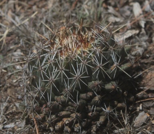 Coryphantha georgii - PictureThis