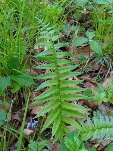 Glade fern (Homalosorus pycnocarpos) Flower, Leaf, Care, Uses - PictureThis