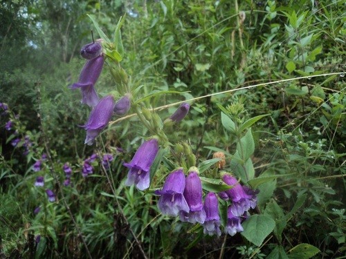 Penstemon gentianoides - PictureThis