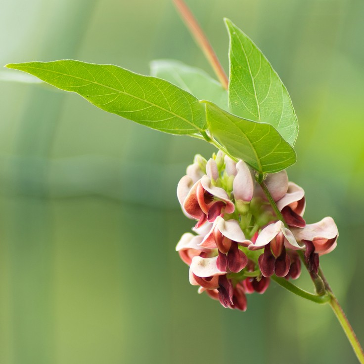 Apios Flower, Leaf, Care, Uses - PictureThis