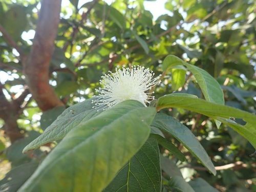 How to Plant and Grow Guava(Psidium guajava)