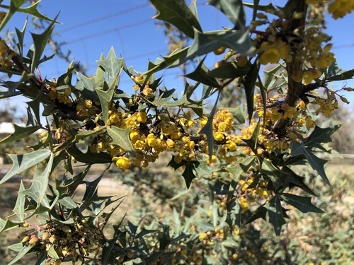 Palo amarillo (Berberis trifoliolata) - PictureThis