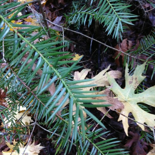 Torreya de California (Torreya californica) - PictureThis