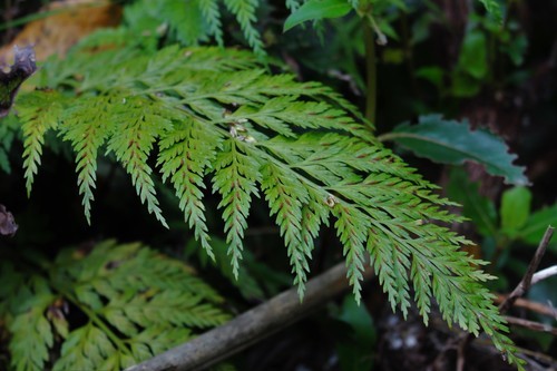 Asplenium appendiculatum - PictureThis