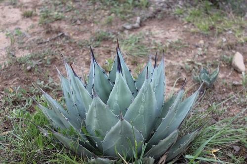 Agave applanata - PictureThis