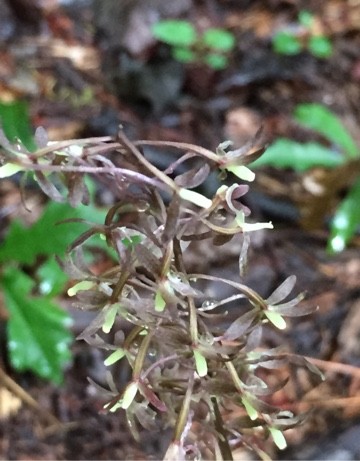Crippled Cranefly (Tipularia discolor) Flower, Leaf, Care, Uses ...