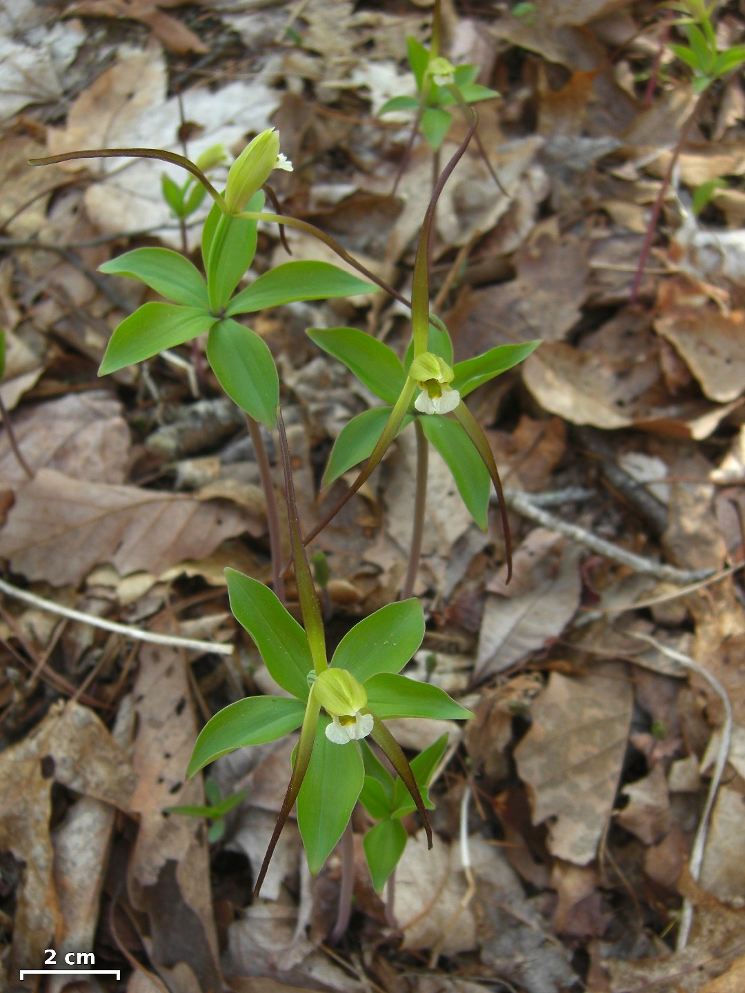 Isotria medeoloides - PictureThis