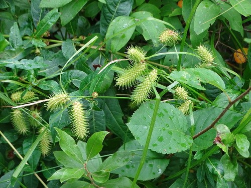 How to Plant and Grow Shallow Sedge(Carex lurida)