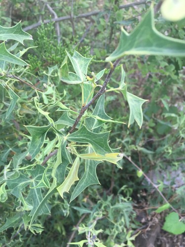 Agarita (Berberis trifoliolata) Flower, Leaf, Care, Uses - PictureThis