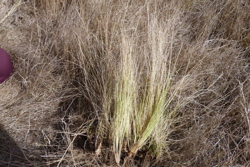 Serrated tussock grass (Nassella trichotoma) Flower, Leaf, Care, Uses ...