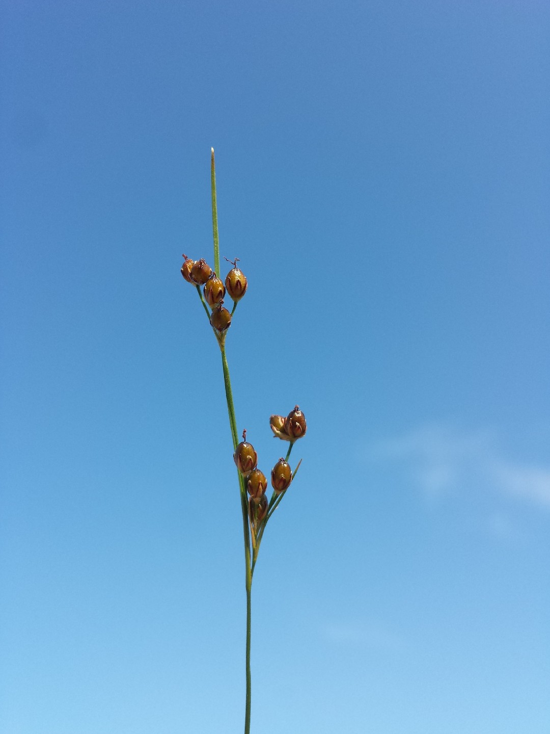 Roundfruit rush (Juncus compressus) Flower, Leaf, Care, Uses - PictureThis