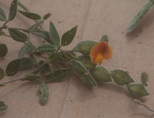 Hierba de la víbora (Zornia reticulata) - PictureThis