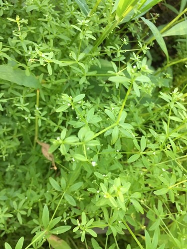 Northern three-lobed bedstraw (Galium trifidum) Flower, Leaf, Care ...