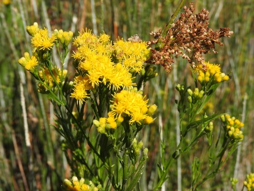 🍀 How to Grow and Care for Western goldentop