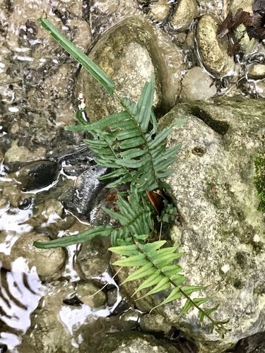 Chinese ladder brake fern (Pteris vittata) Flower, Leaf, Care, Uses ...