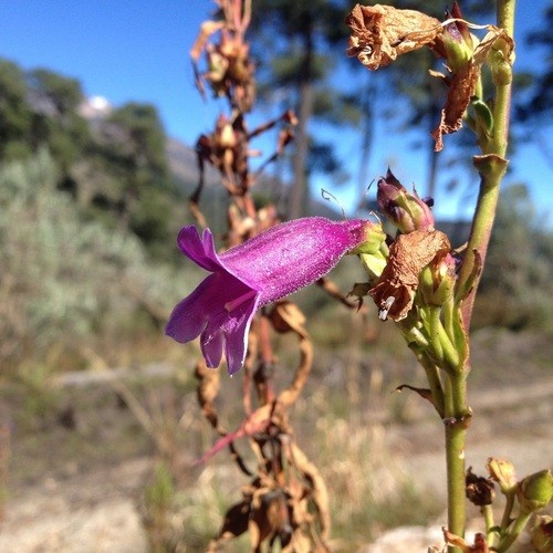 Penstemon gentianoides 照顧，種植，繁殖，開花時間 - PictureThis