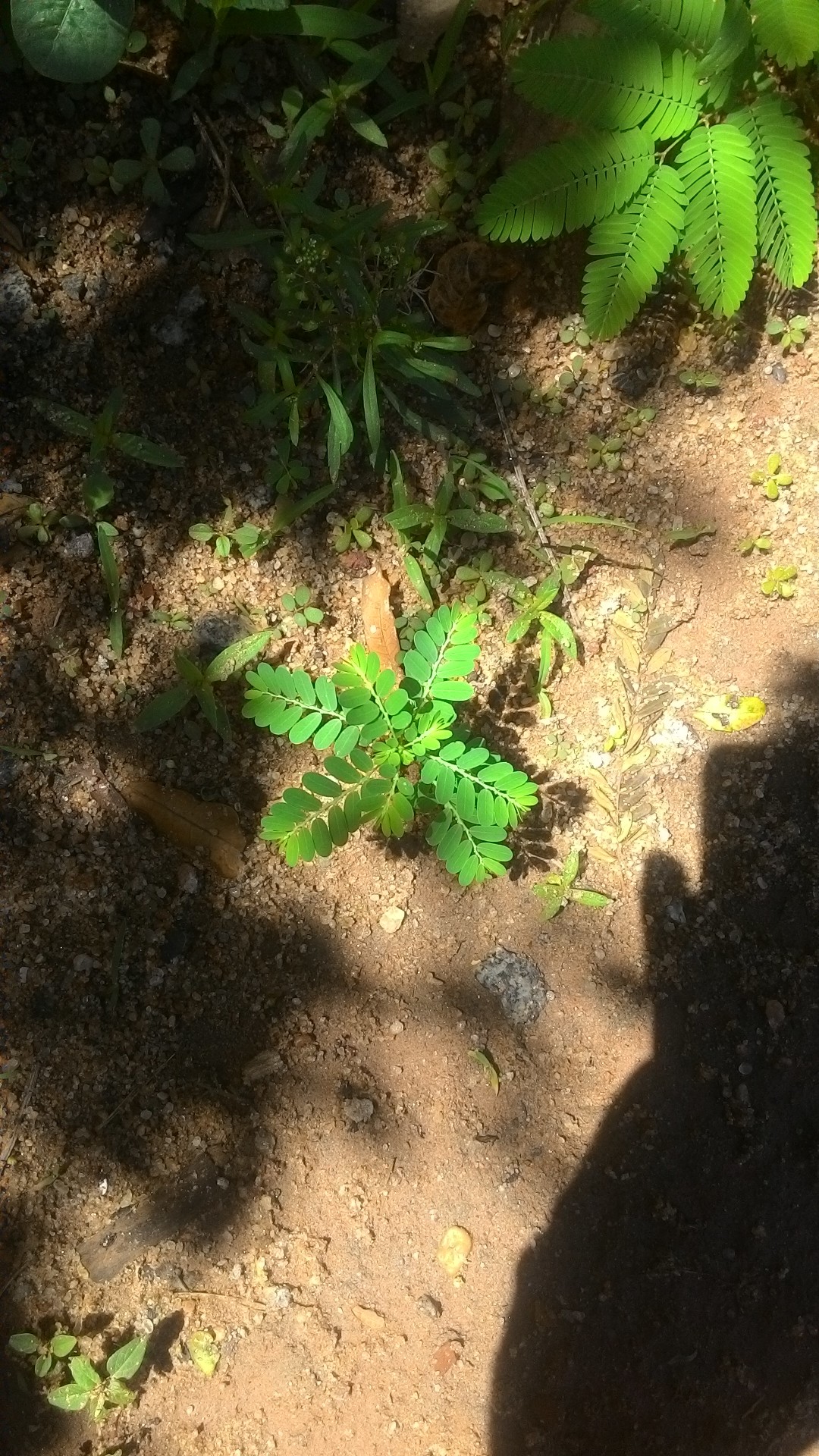Chamber bitter (Phyllanthus urinaria) Flower, Leaf, Care, Uses ...