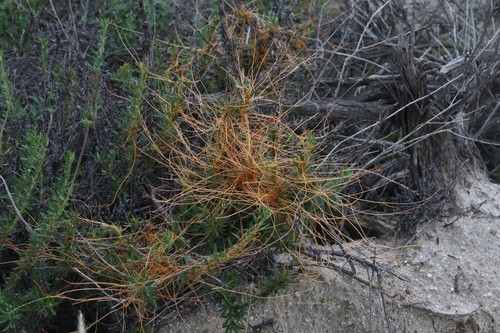 Cuscuta californica - PictureThis