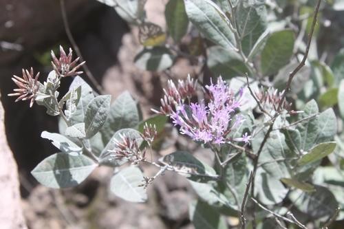 Vernonia Care (Watering, Fertilize, Pruning, Propagation) - PictureThis