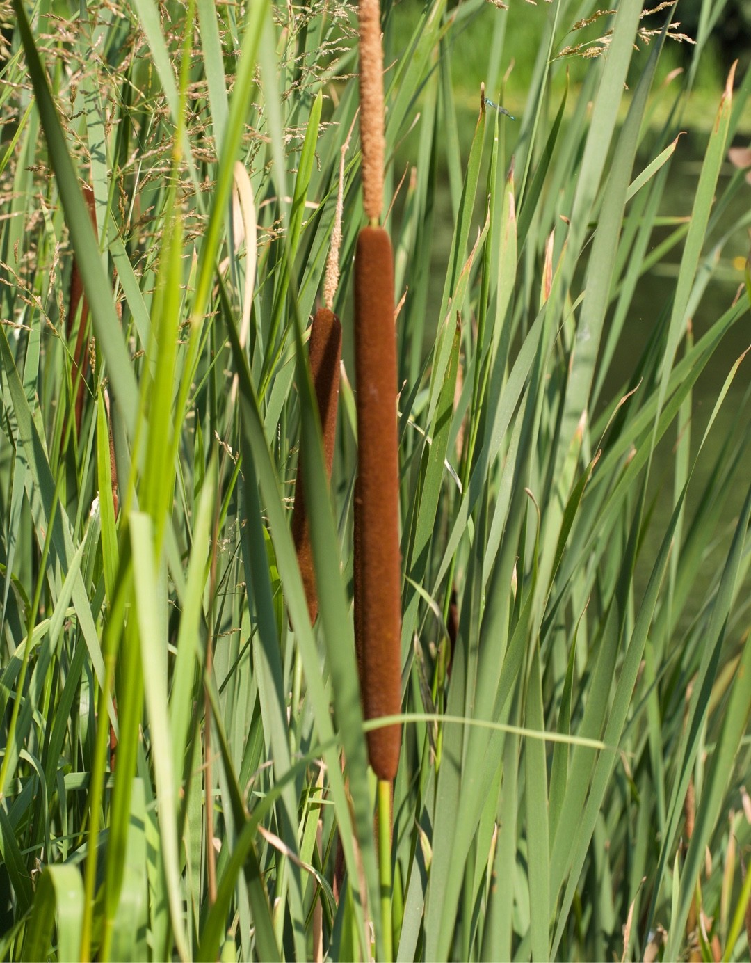 水燭 (Typha angustifolia) 照顧，種植，繁殖，開花時間 - PictureThis