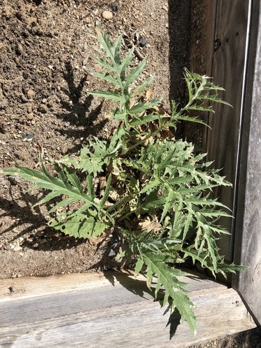 Cynara (Cynara) Flower, Leaf, Care, Uses - PictureThis