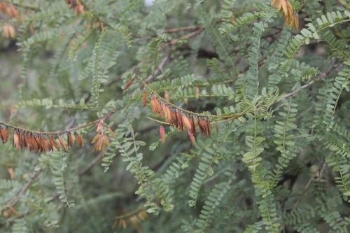 Palo azul (Eysenhardtia polystachya) - PictureThis