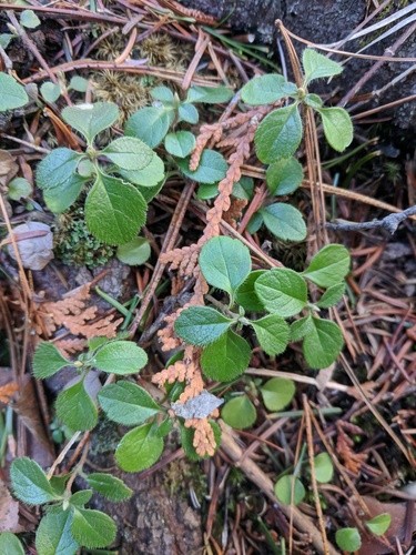 Flor Gemela (Linnaea borealis) - PictureThis