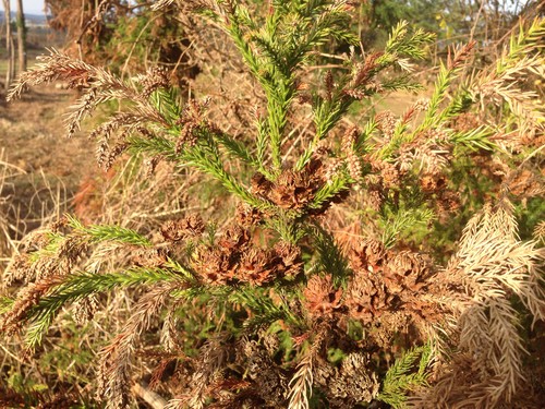 Japanese red cedar (Cryptomeria japonica) Flower, Leaf, Care, Uses ...